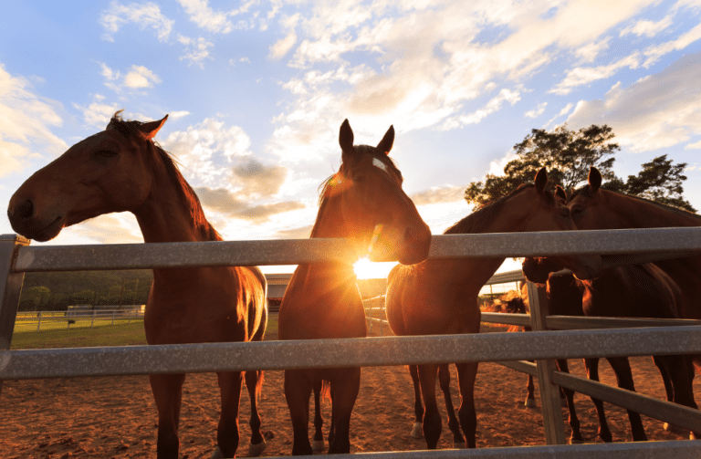 The Different Types of Horse Feed | csg