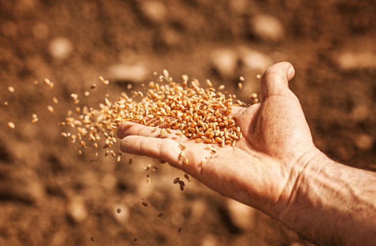Why Quality Seeds Matter: The Importance Of Seed Grading | csg