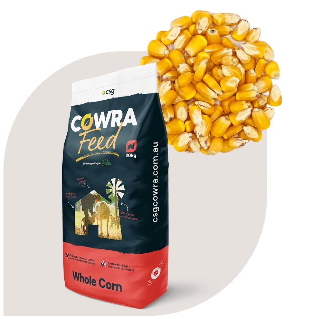 Whole Corn | csg