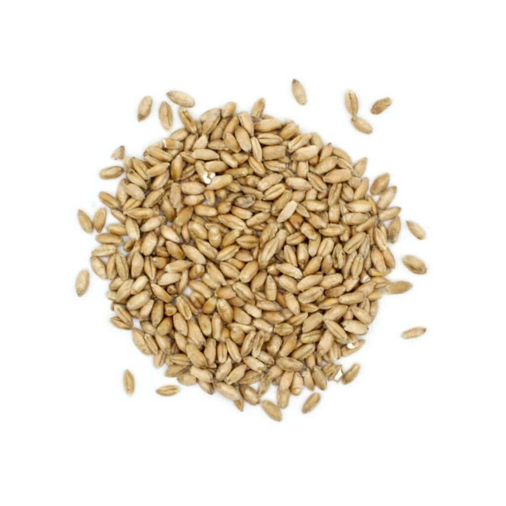 Triticale | csg