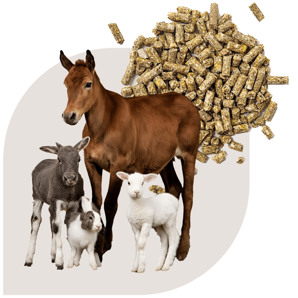 Calf Starter Pellet Bulk | csg
