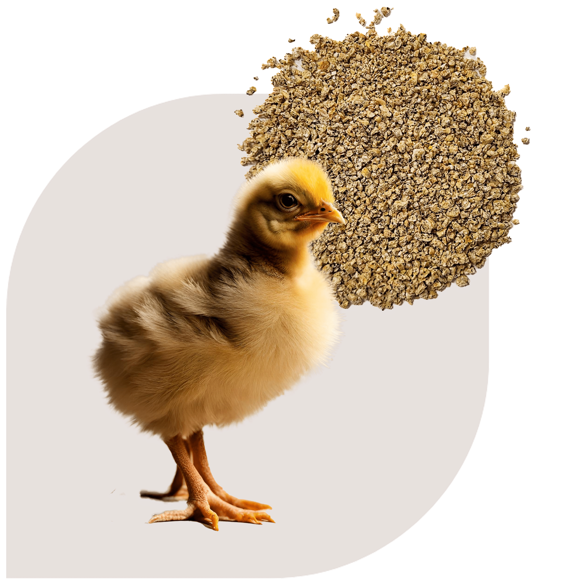 Chick Starter Crumble Bulk | csg