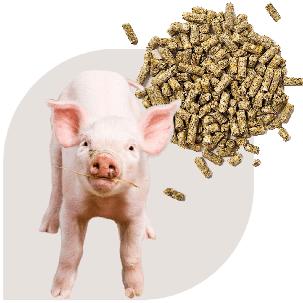 Pig Grower Pellet Bulk | csg