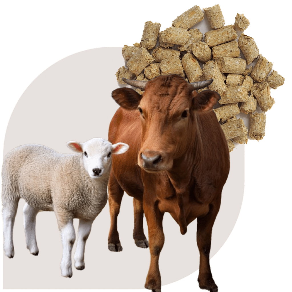Cattle & Sheep Nuts Bulk | csg